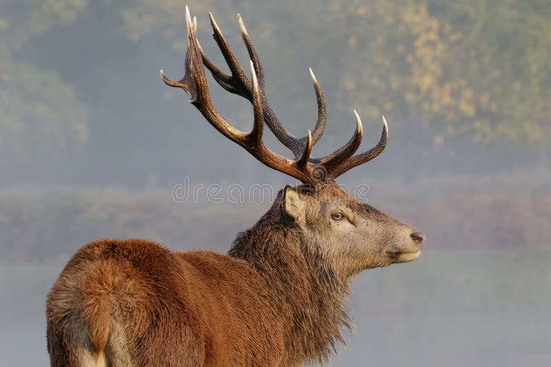 Red Deer stag portrait stock image. Image of early, autumnal - 61516017
