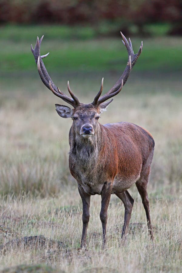 Red Deer stag stock photo. Image of herd, wildlife, wild - 260704510
