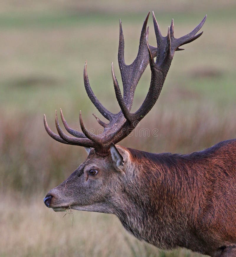 Red Deer stag stock image. Image of fallow, buck, season - 260704513