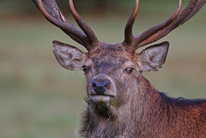 Red Deer stag stock photo. Image of nature, herd, fauna - 260704522