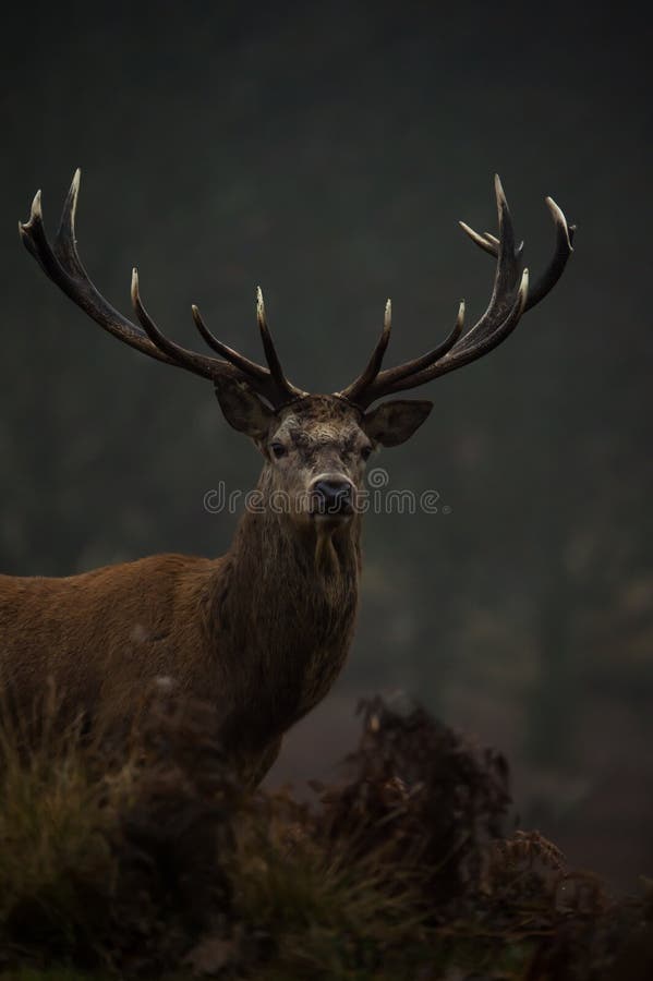 Red Deer stock image. Image of portrait, deer, british - 84793745