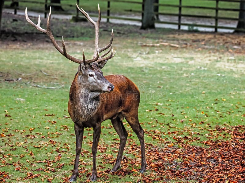 Red Deer stag stock image. Image of outdoor, environment - 113400813