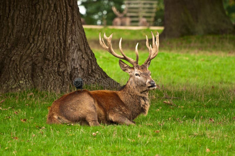 Red Deer Stag Ready for Rutting Stock Photo - Image of antler, rutting ...