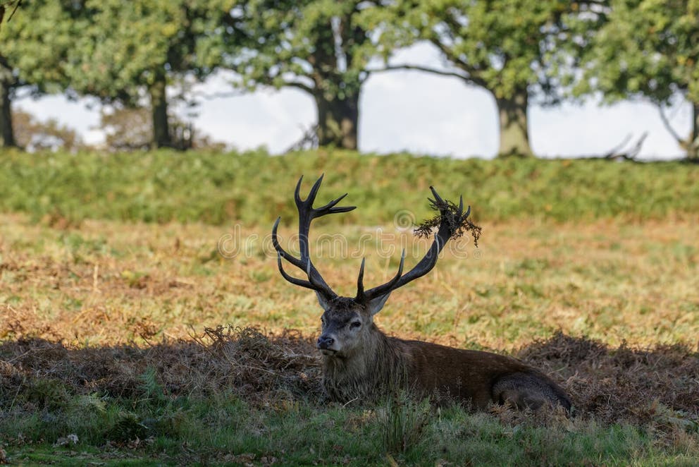Red Deer stag stock image. Image of mammal, regal, hart - 60393507