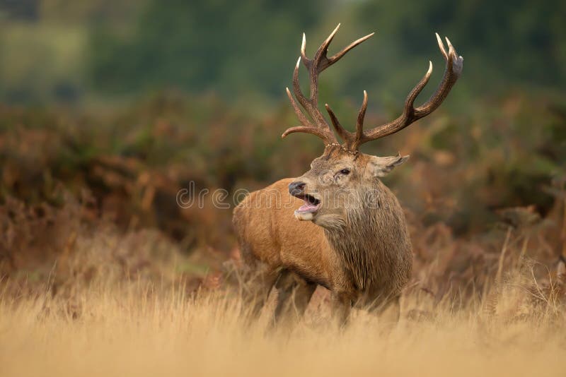 Red Deer Stag Roaring during the Rut Stock Photo - Image of mammal ...