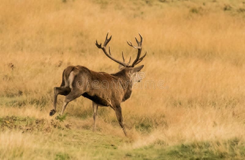 Red Deer Stag running stock photo. Image of fawn, autumn - 79488358