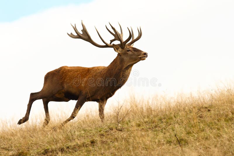 Red deer stag running stock photo. Image of deer, clearing - 62925540