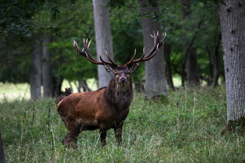 Red deer stag stock photo. Image of antlers, posing, wildlife - 33713058