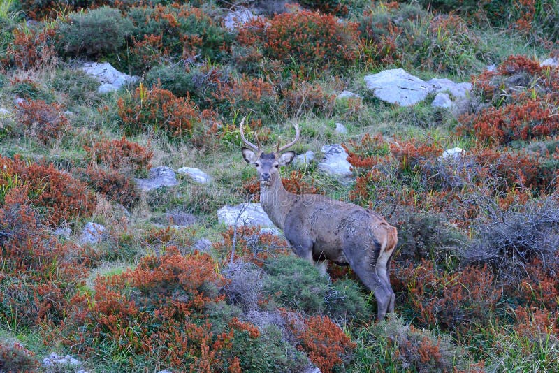 Red Deer Stag during the Rut. Stock Photo - Image of wildlife, season ...