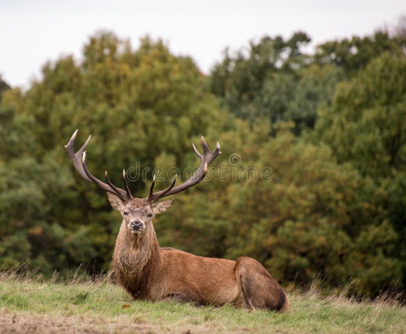 Red Deer Stag during Rutting Season in Autumn Stock Photo - Image of ...