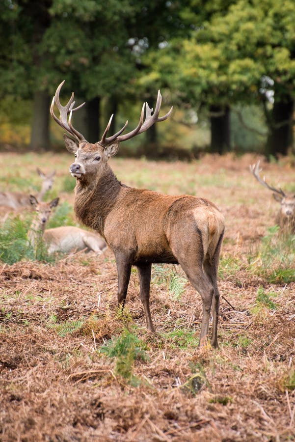 Red Deer Stag during Rutting Season in Autumn Stock Image - Image of ...