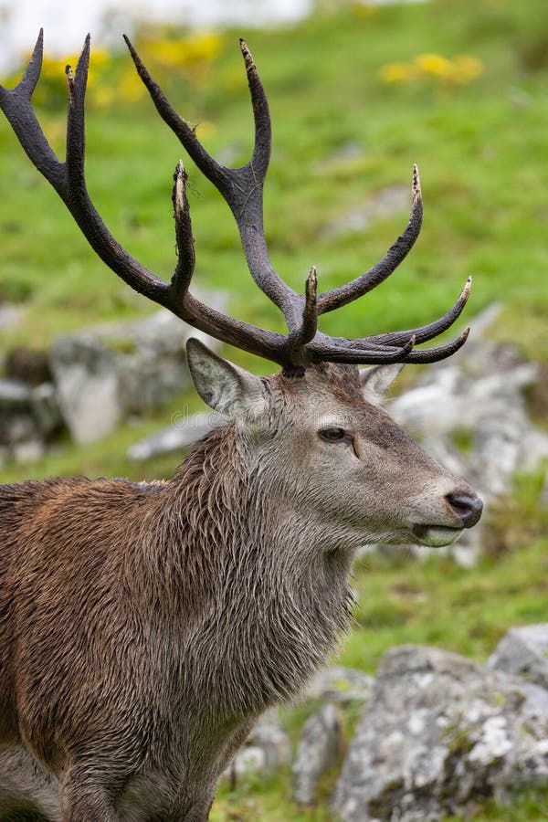 Roe Deer Scottish Highands, Scotland Stock Image - Image of brown ...