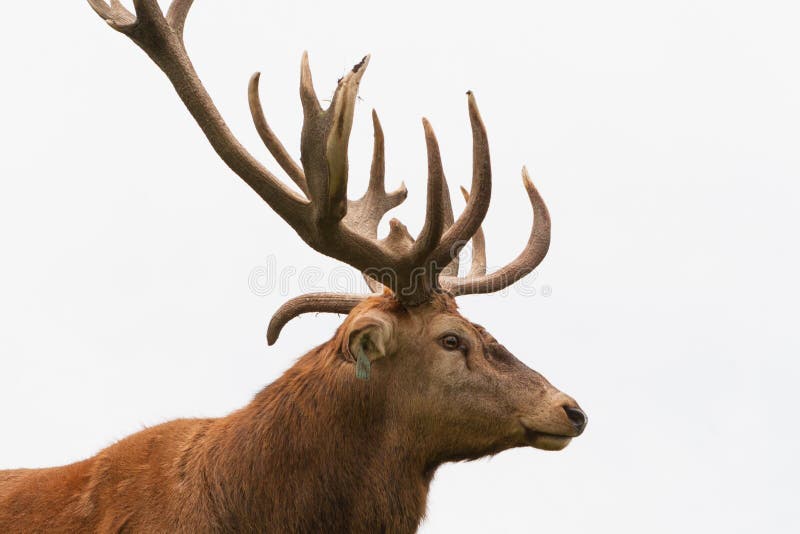 Red deer profile portrait stock photo. Image of brown - 104849316