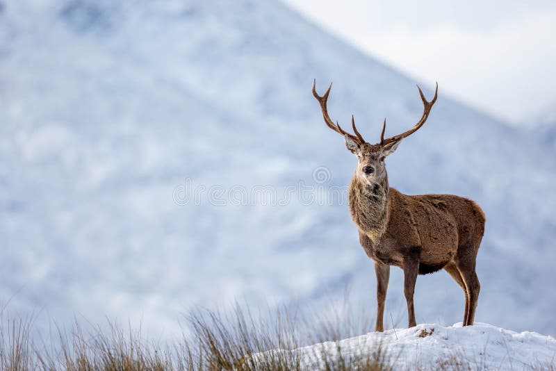 Red Deer Stag in the Snowy Scottish Landscape of Cairngorms Stock Photo ...