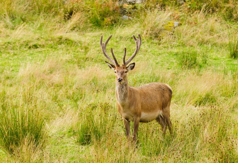 Red Deer stag stock photo. Image of native, cervidae - 38585482