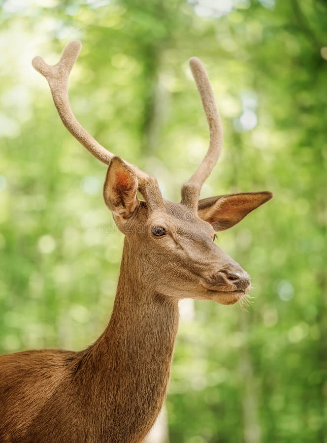 Red Deer Stag between Trees in Forest. Stock Image - Image of antler ...