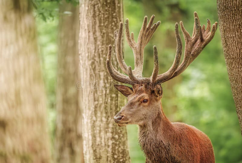 Red Deer Stag between Trees in Forest. Stock Image - Image of wildlife ...