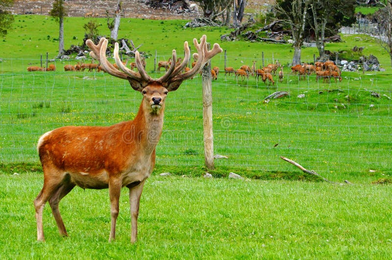 Red deer stag in velvet stock photo. Image of west, outdoors - 28557988