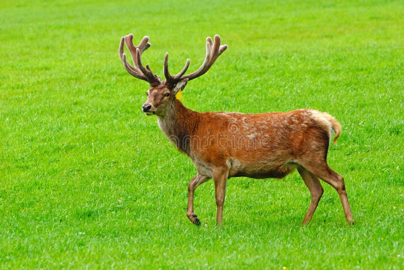 Red deer stag in velvet stock image. Image of wildlife - 28558605