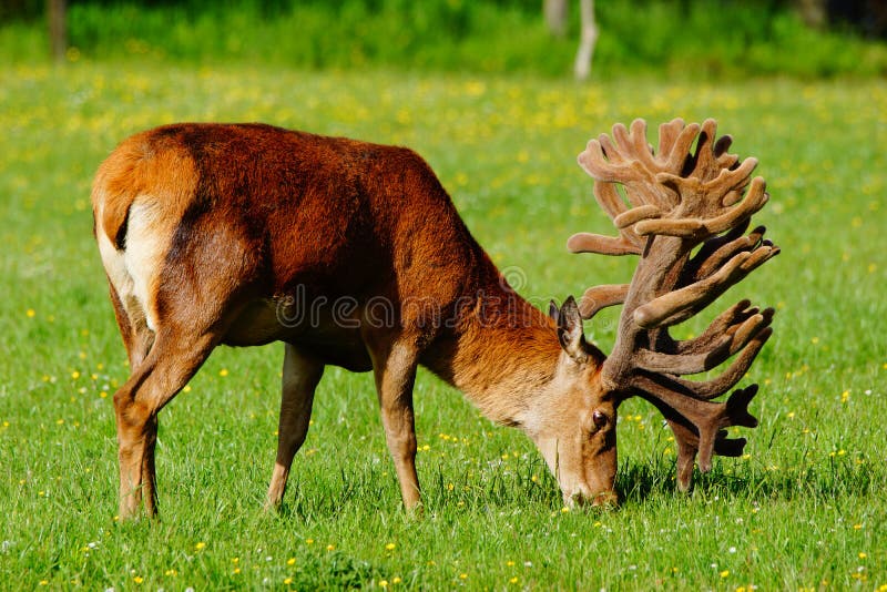 Red deer stag in velvet stock image. Image of trophy - 28558417