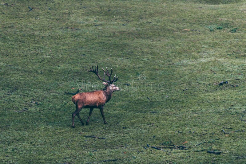 Red Deer Stag Walking in a Meadow. High Angle View. Stock Photo - Image ...