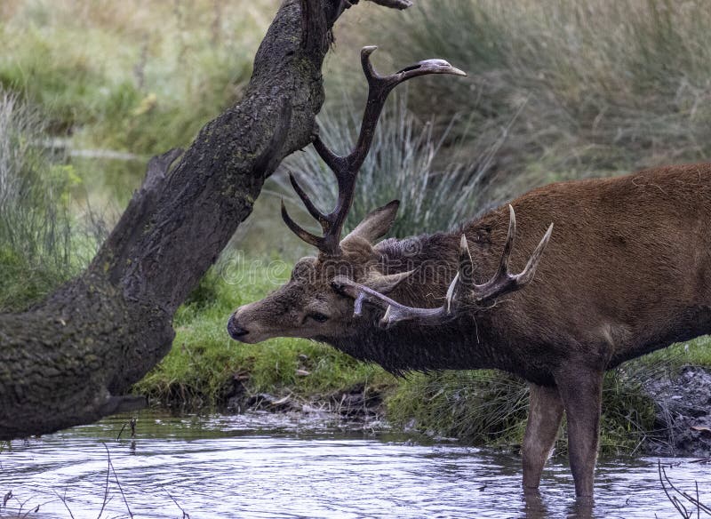 Red deer stag in the water stock photo. Image of herd - 347634226