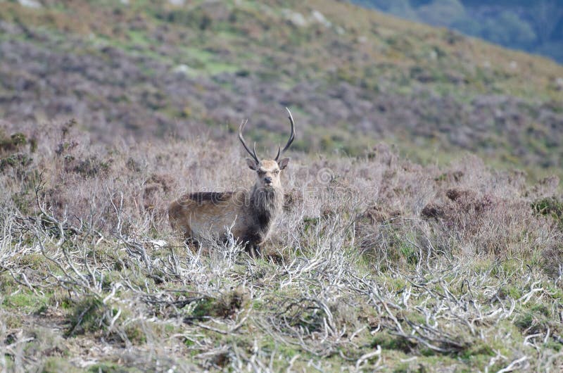 Red Deer Stag in Wicklow,Ireland Stock Image - Image of native, irish ...