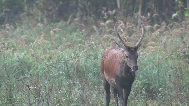 Red Deer Stag Wild Animal Cervus Elaphus Stock Footage - Video of ...