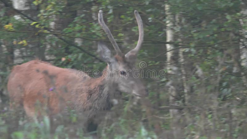 Red Deer Stag Wild Animal Cervus Elaphus Stock Footage - Video of hart ...