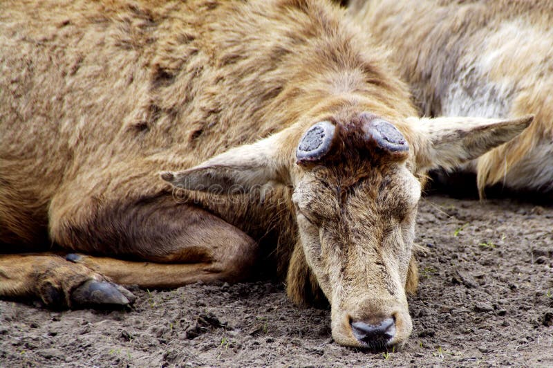Red Deer Stag in Winter Coat Sleeping Stock Image - Image of ...