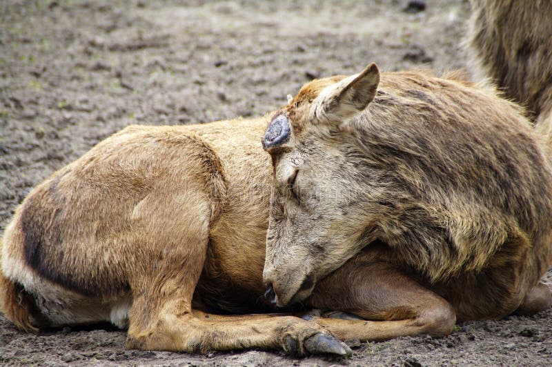 Red Deer Stag in Winter Coat Sleeping Stock Image - Image of hoofed ...
