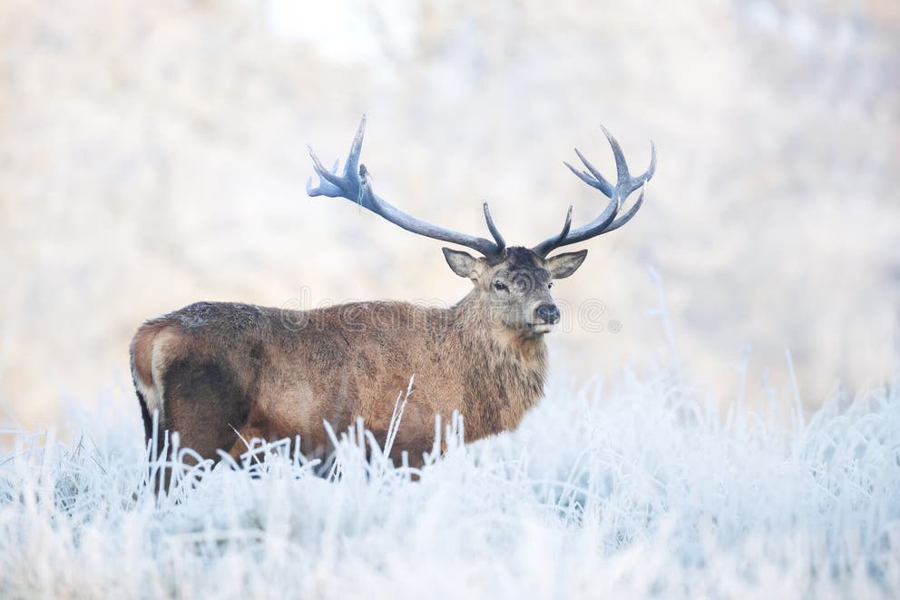 Red deer stag in winter stock photo. Image of white - 345734666