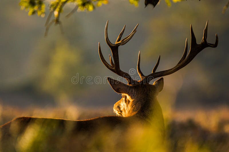 Red Deer Stags in the Annual Deer Rut Stock Photo - Image of stags ...