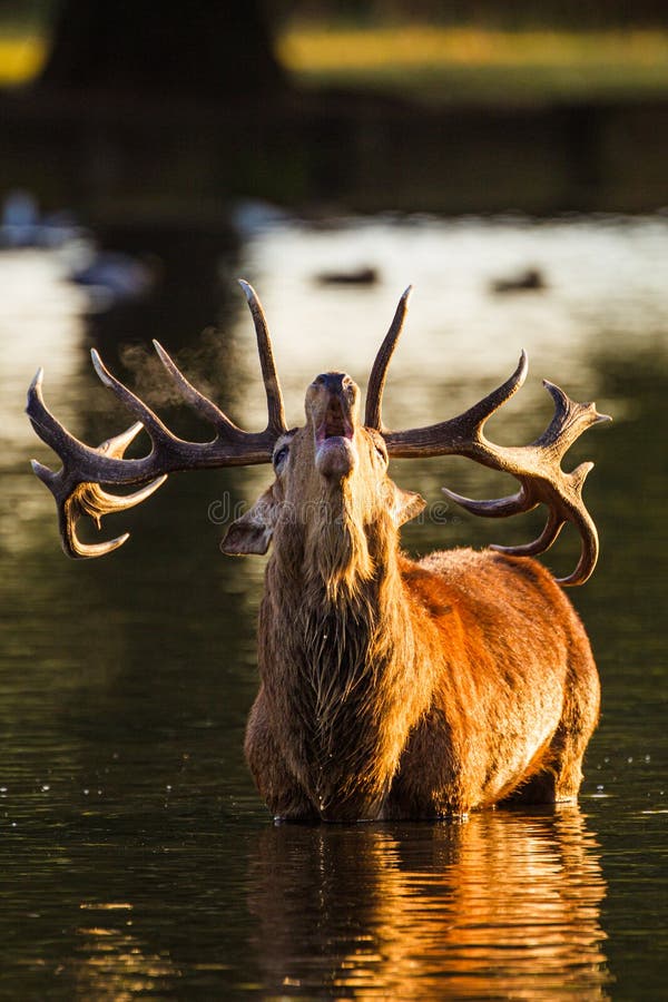 Red Deer Stags in the Annual Deer Rut Stock Photo - Image of europe ...