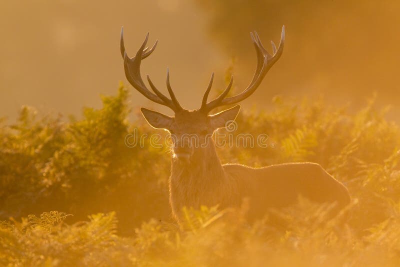 Red Deer Stags in the Annual Deer Run Stock Photo - Image of europe ...
