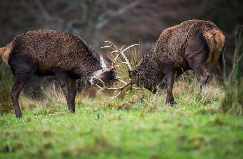 Red deer stags fighting stock image. Image of ireland - 65324529