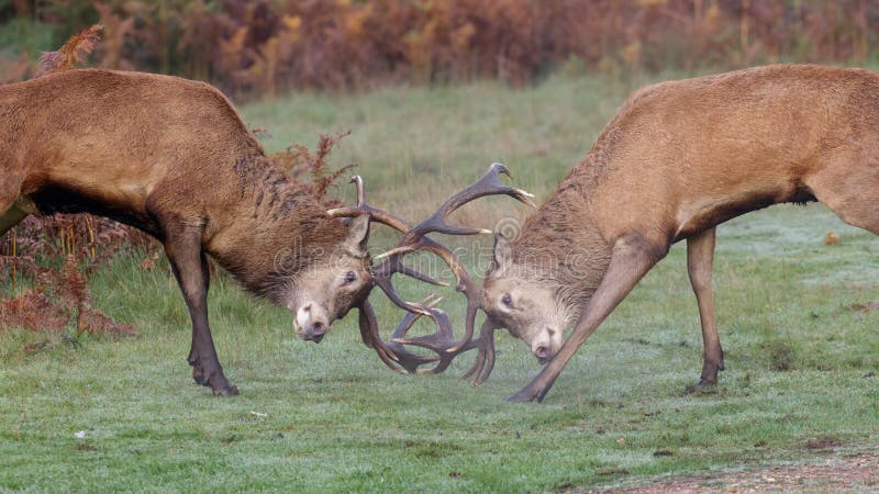 Red Deer stags fighting stock image. Image of pteridophyte - 61515349