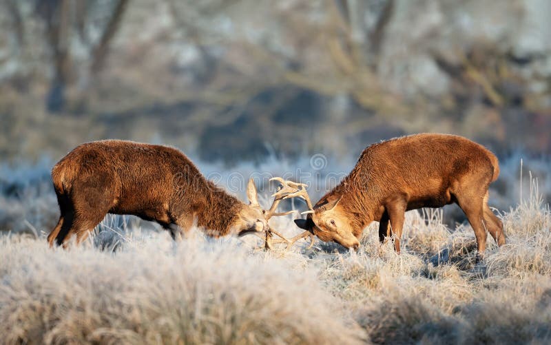 Red Deer Stags Fighting in Winter Stock Photo - Image of card, fight ...
