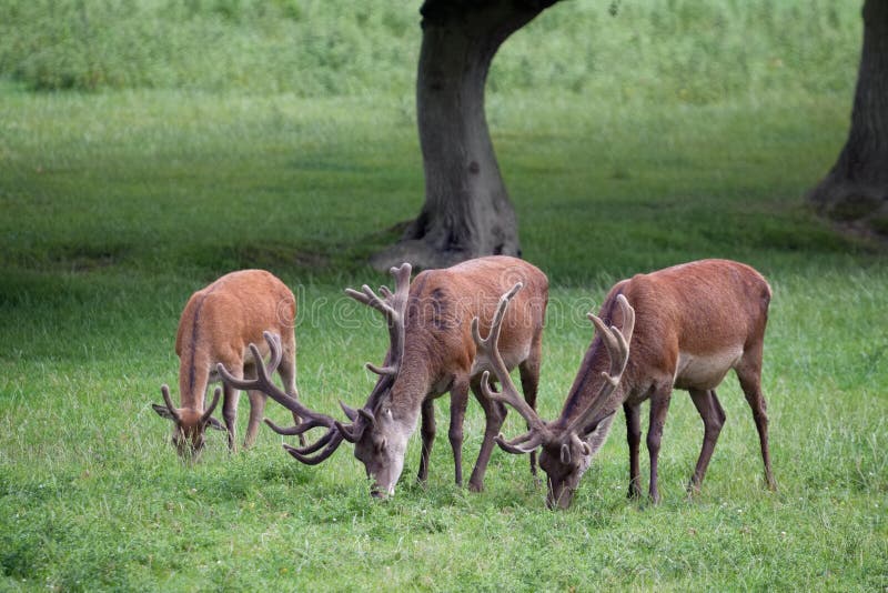 Red Deer Stags Grazing on Grassland Stock Image - Image of field ...