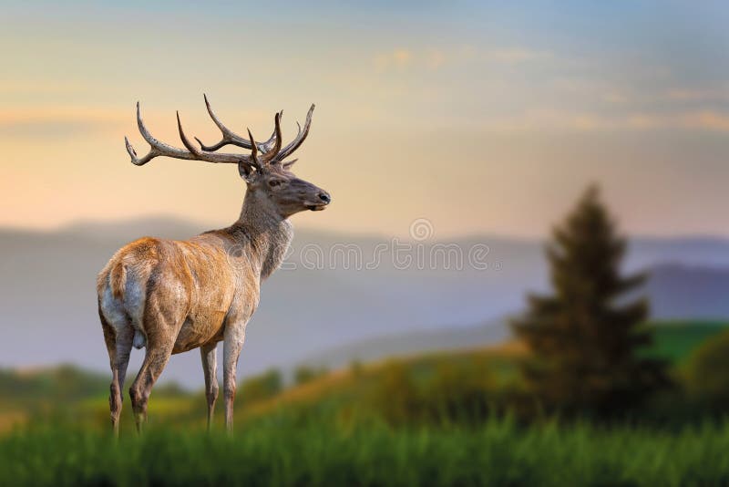 Red Deer Stands in the Grass Against the Backdrop of Mountains at ...