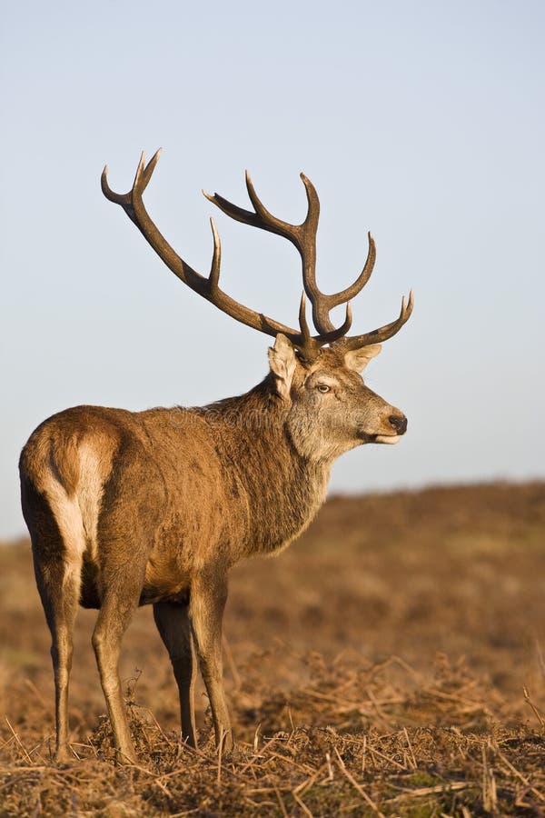 Red Deer Stands Looking Back UK Stock Image - Image of deer, heathland ...