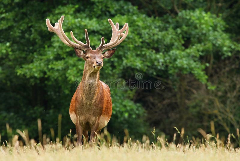 Red deer in summer stock image. Image of grand, looking - 96812031