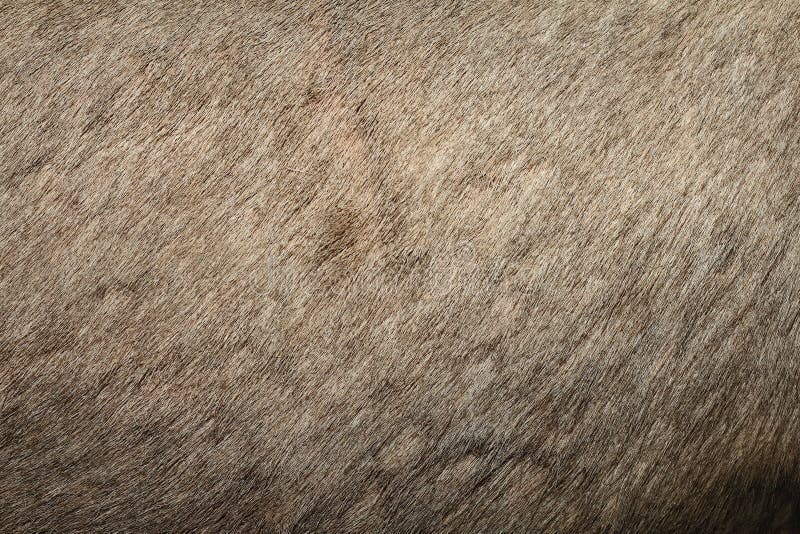 Deer Cervus Elaphus Textured Stock Photos - Free & Royalty-Free Stock ...