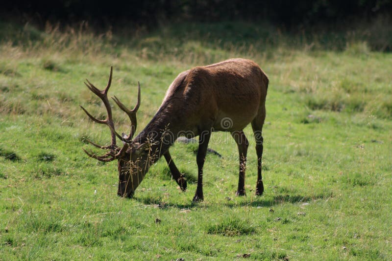 Red deer to the pasture stock image. Image of natural - 6912451