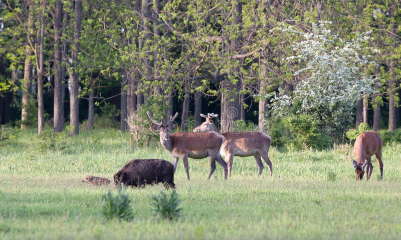 Red Deer and Wild Boar on Meadow Stock Image - Image of grassland ...