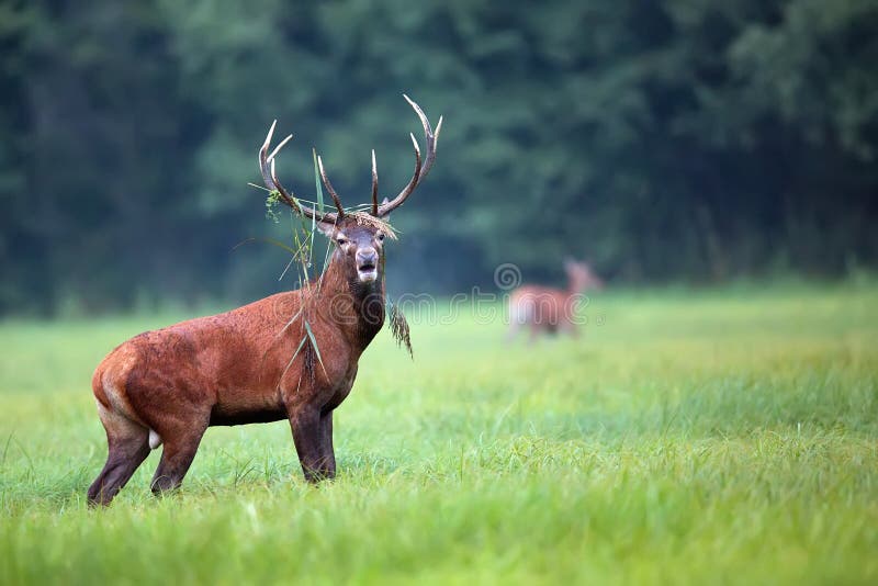 Red deer in the wild stock photo. Image of antlers, clearing - 49794512