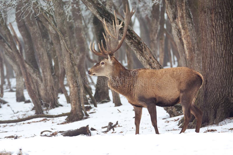 Red deer in winter stock photo. Image of head, wildlife - 87270500