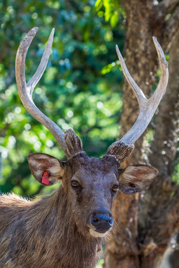 Red deer stock image. Image of seasonal, thailand, gold - 71093135
