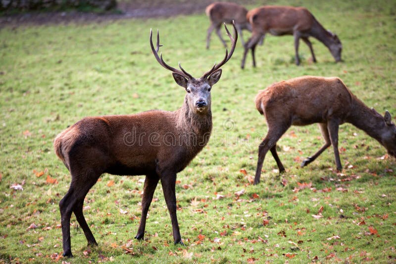 Red deers stock image. Image of cute, animal, mammal - 28133263