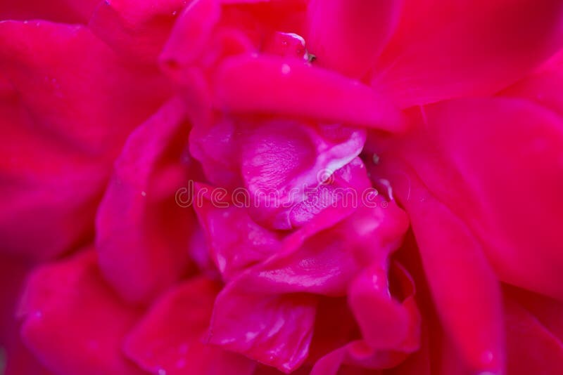 Red delicate rose stock image. Image of soft, bloom, spring - 71121377